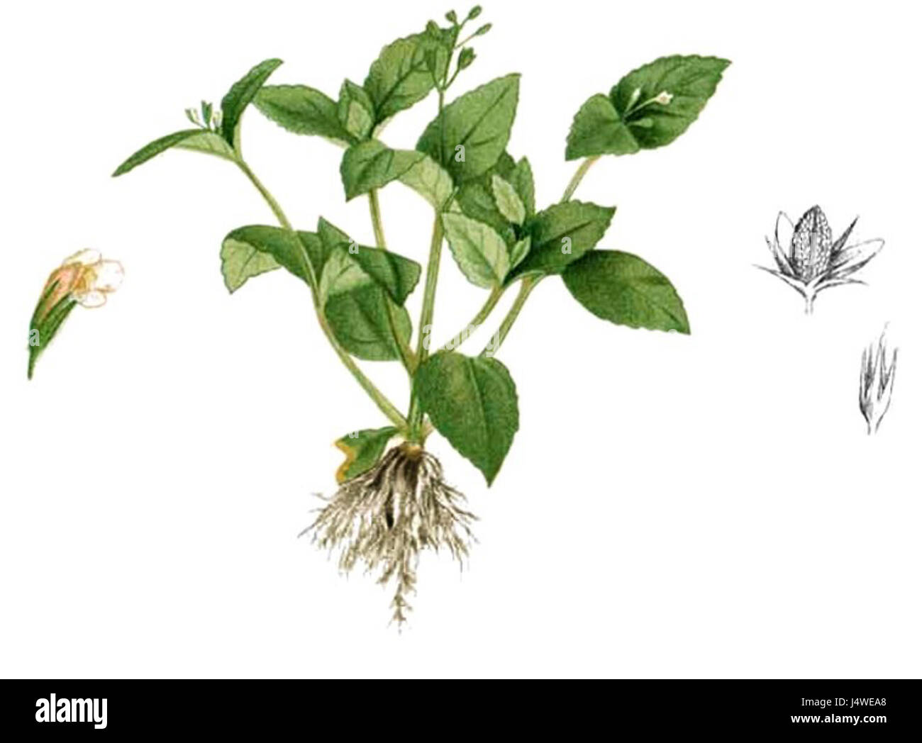 Vandellia multiflora Blanco2.369 Stock Photo - Alamy