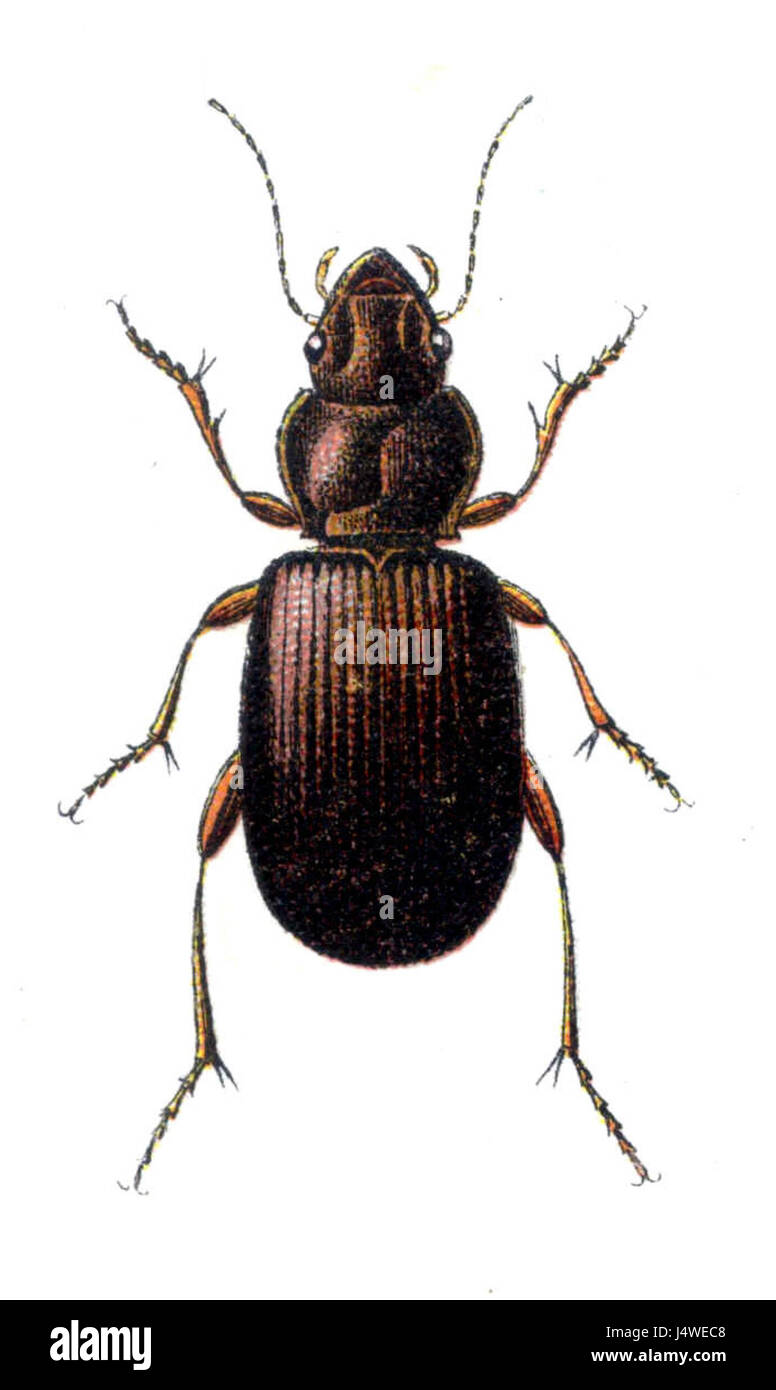 Trechus pilisensis is a species of ground beetle described by Hungarian ...