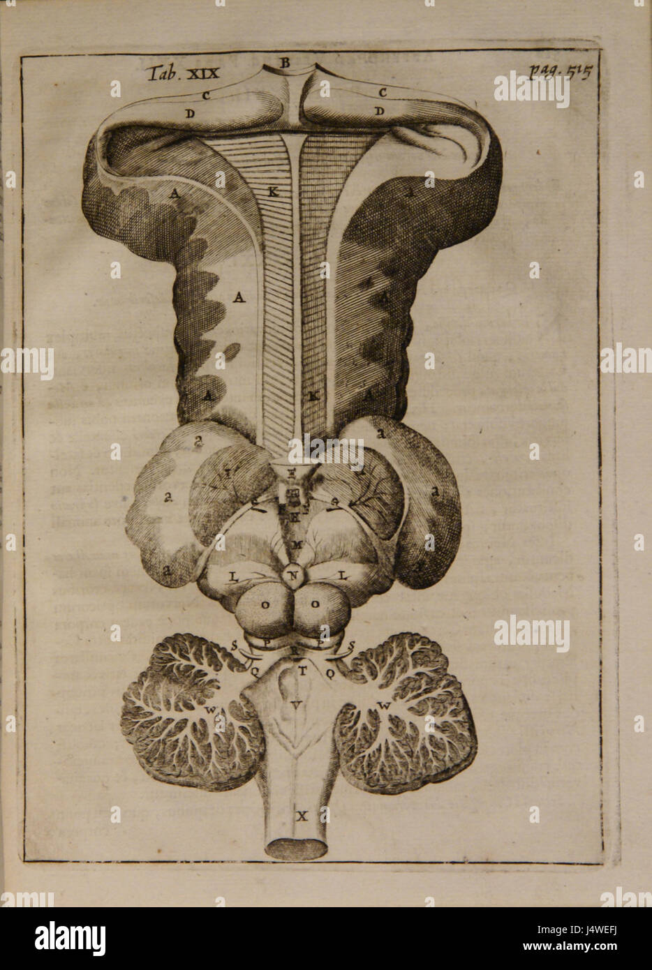 Vesling Syntagma anatomicum 517 Stock Photo - Alamy