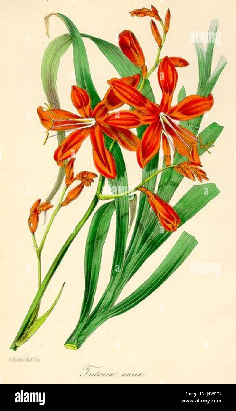 Tritonia aurea Paxton is a species of flowering plant in the family ...