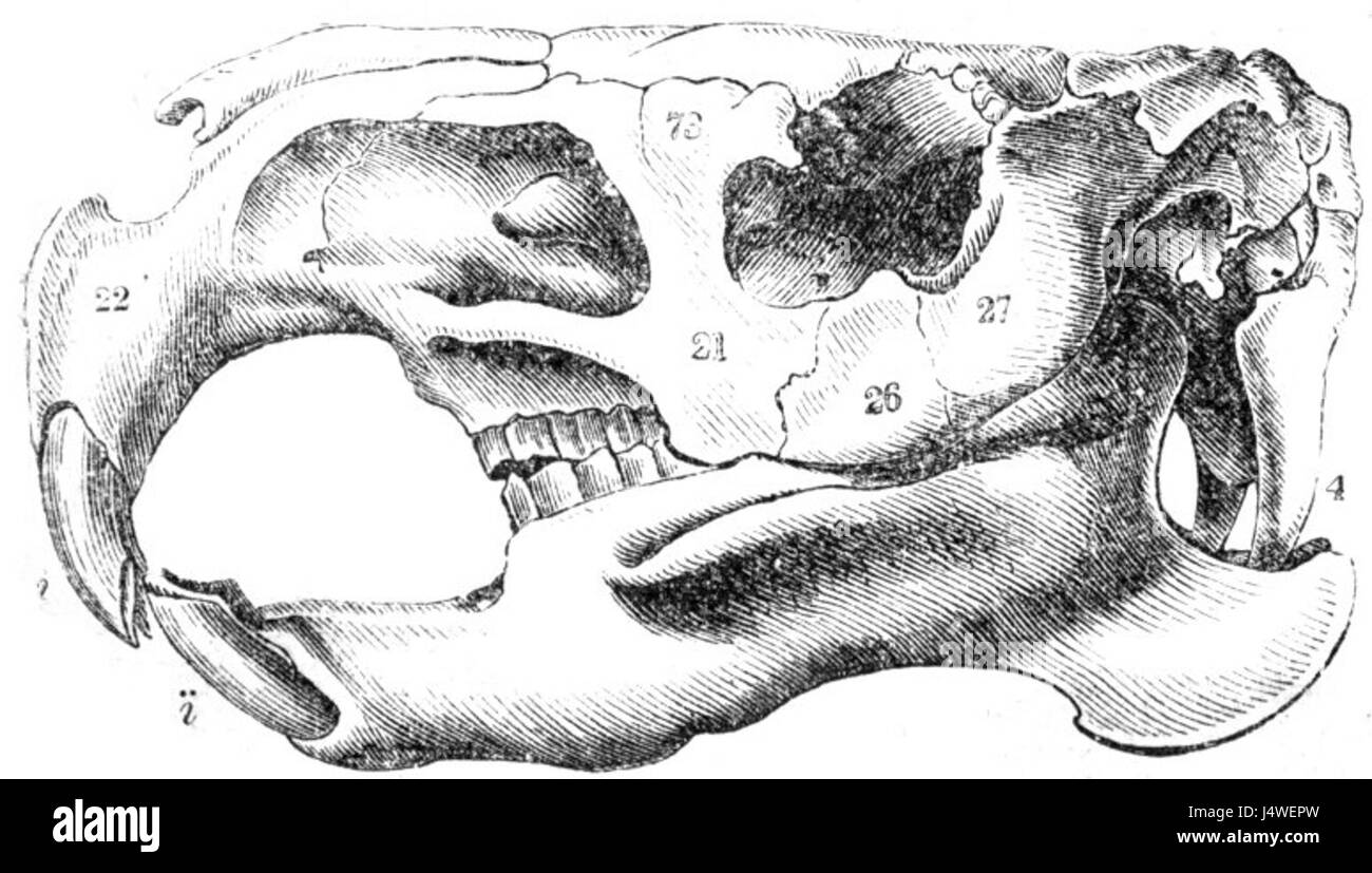 The drawing of the Wasserschwein (capybara) skull and skeleton ...