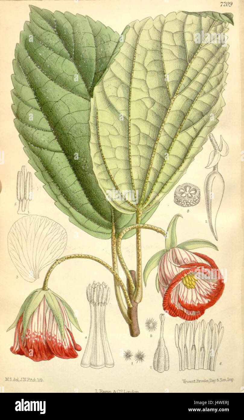 Trochetia plant hi-res stock photography and images - Alamy