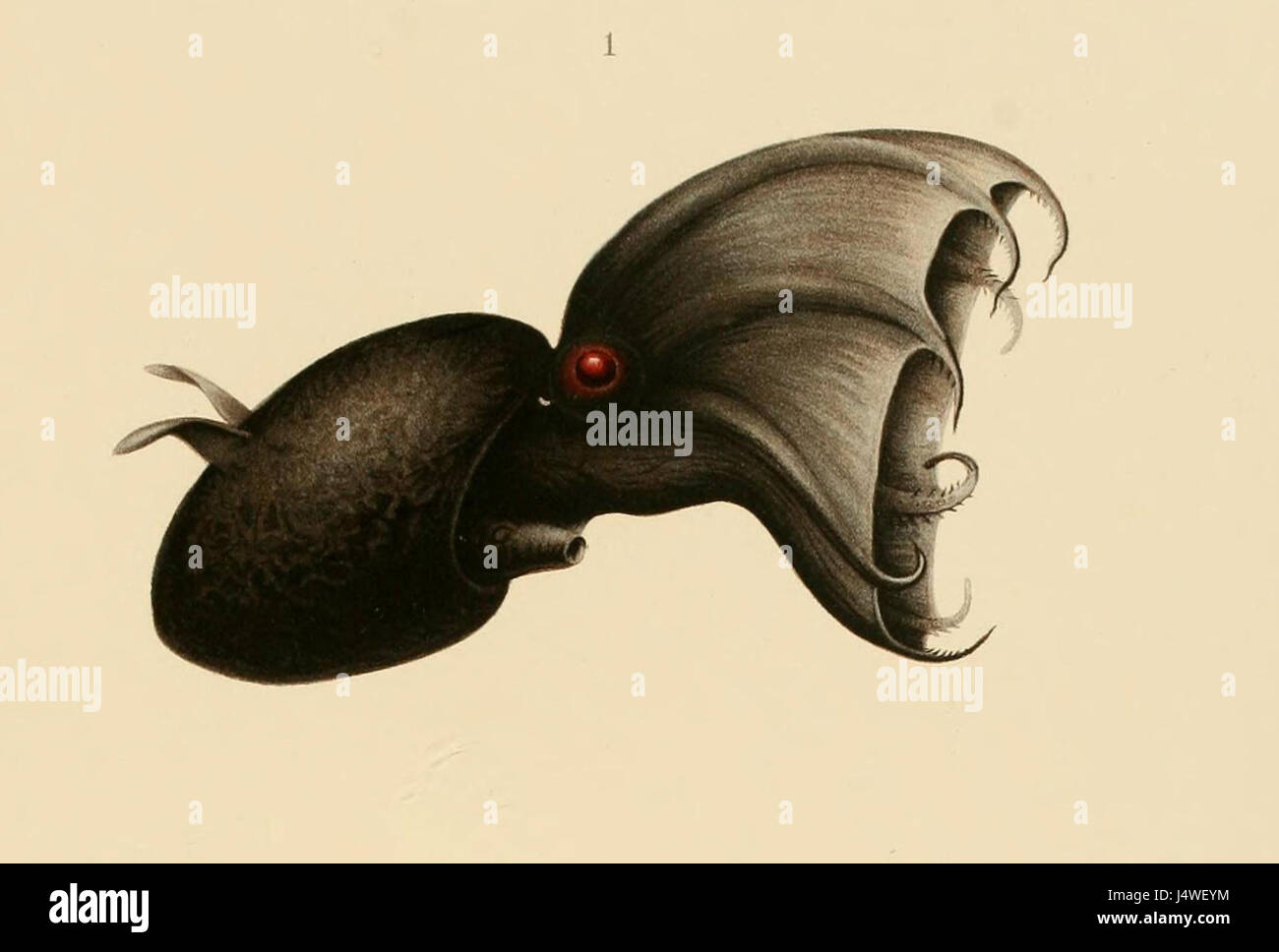 Vampire squid vampyroteuthis infernalis hi-res stock photography and ...