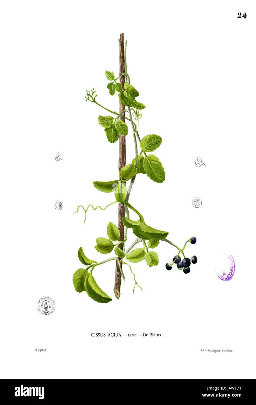 'Vitaceae sp Blanco1.24' is a botanical illustration depicting a ...