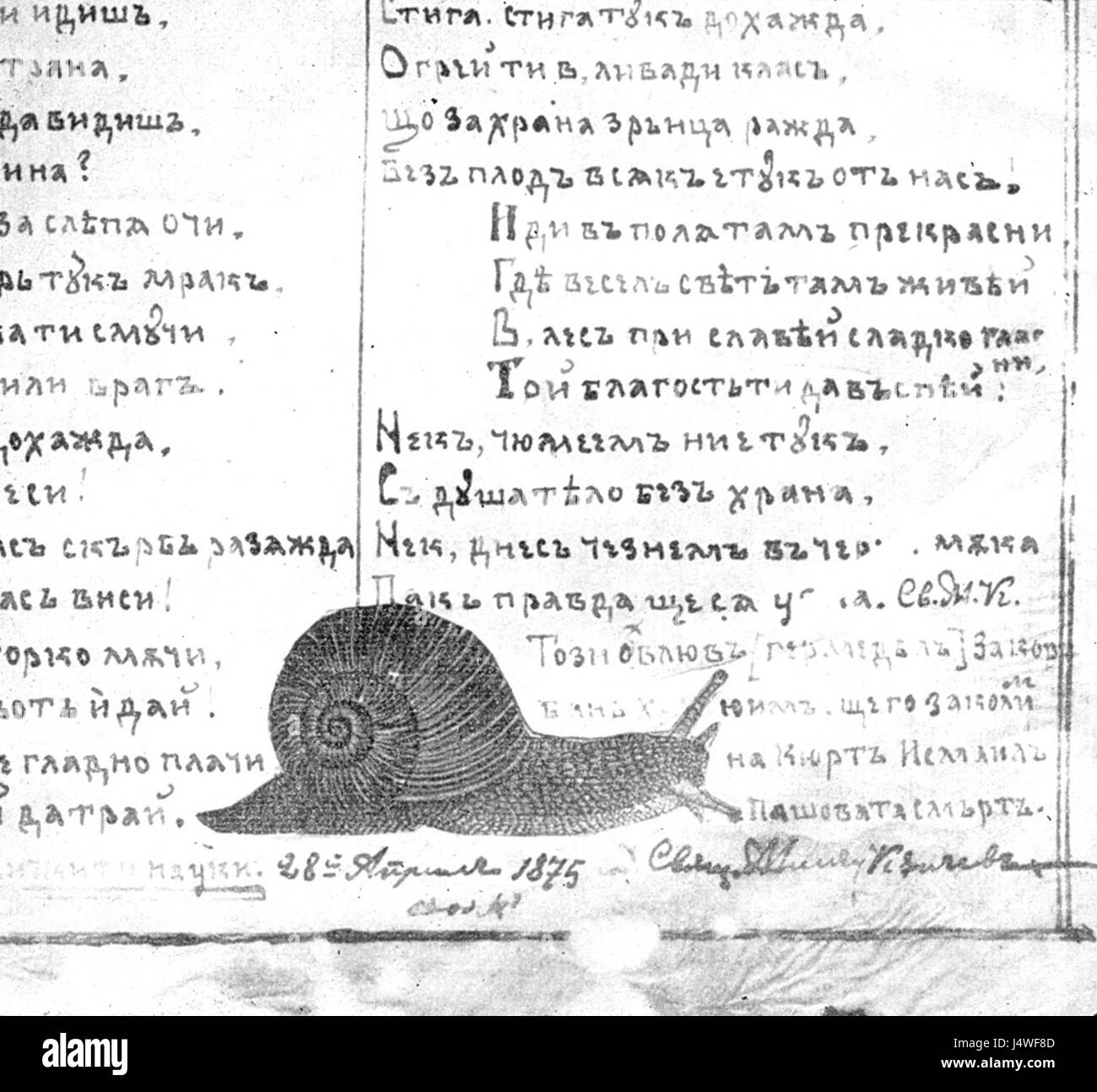 Freshwater snail species Black and White Stock Photos & Images - Alamy