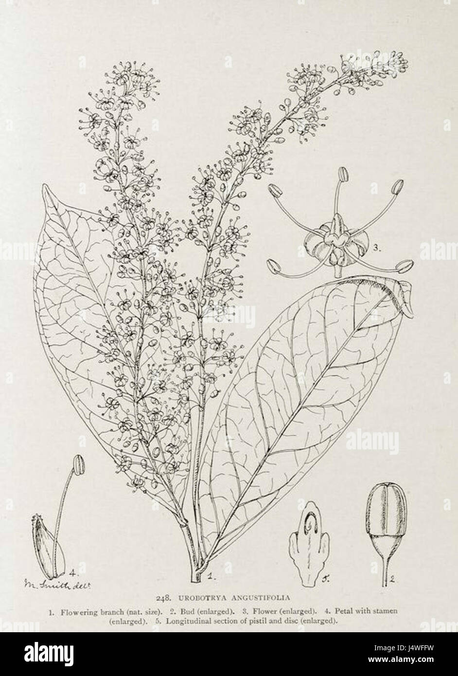 Urobotrya angustifolia, a plant species from the early 20th century, is ...