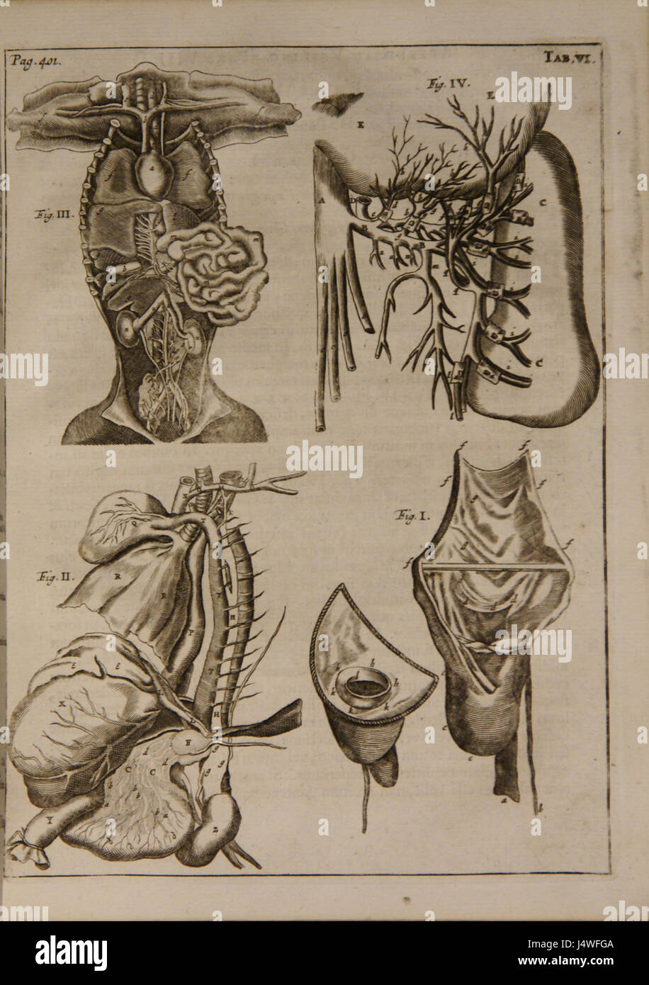 Vesling Syntagma anatomicum 403 Stock Photo - Alamy