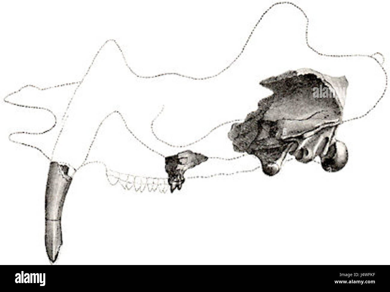 The Uintatherium skull is a fossilized skull of an extinct genus of ...