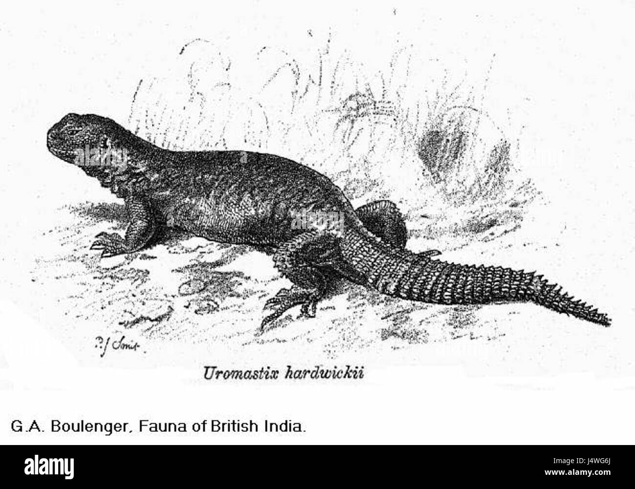 Hardwickii hi-res stock photography and images - Alamy