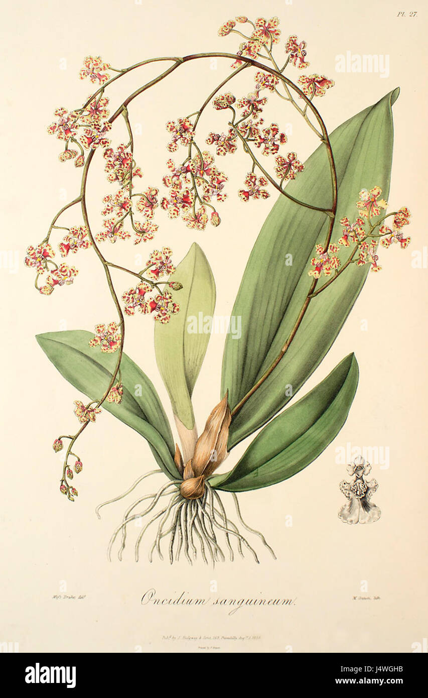 Trichocentrum carthagenense is a species of orchid native to Central ...