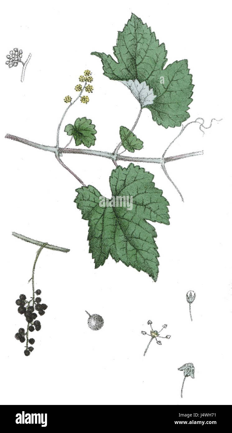 Vitis vinifera ag1 Stock Photo - Alamy