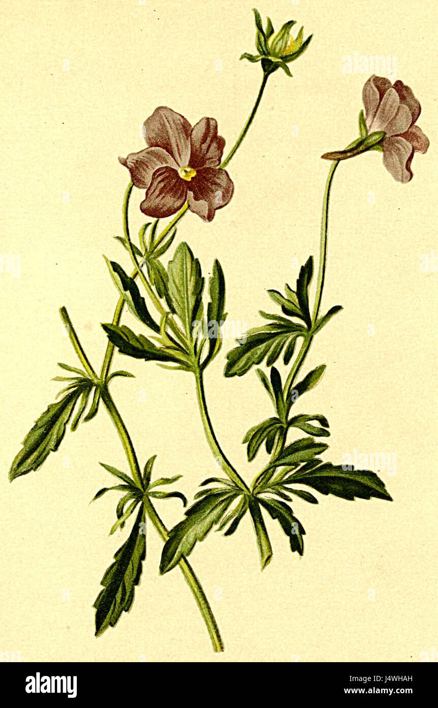 Viola heterophylla, commonly known as a violet species, is native to ...