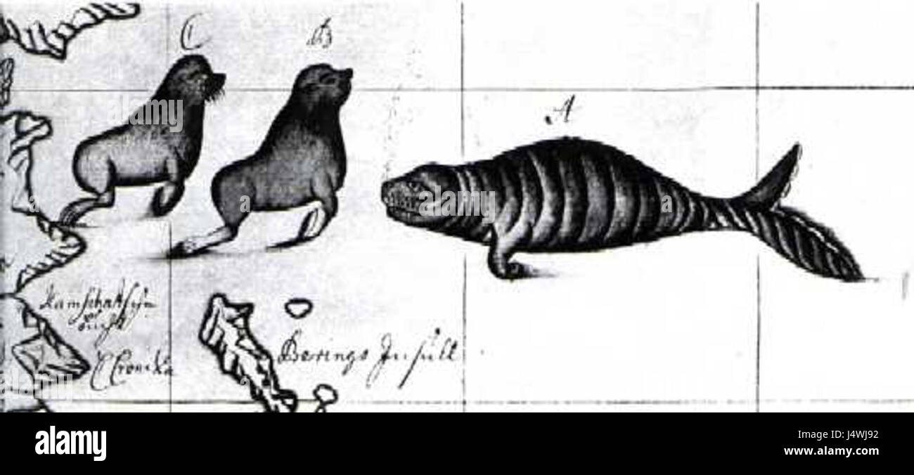 The Stellerâ€™s Sea Cow (Hydrodamalis gigas) was a large marine mammal ...