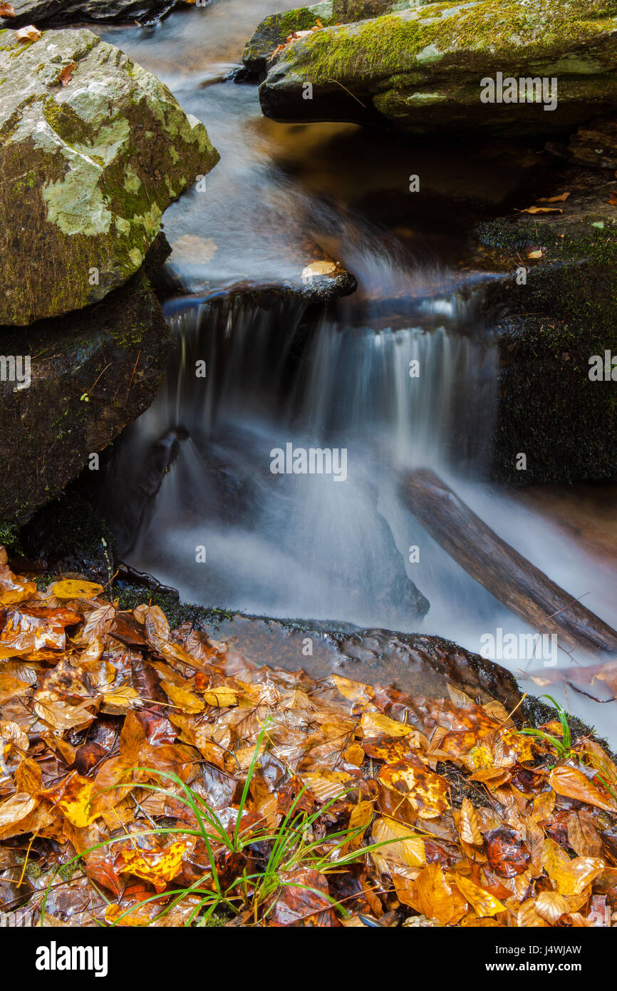 Small water cascade flows through golden fallen leaves Stock Photo - Alamy