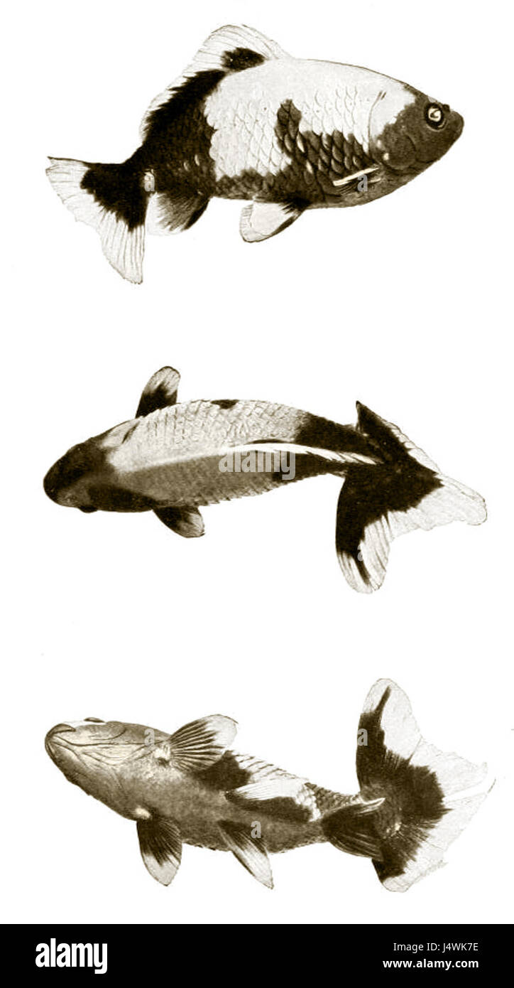 Wakin hi-res stock photography and images - Alamy