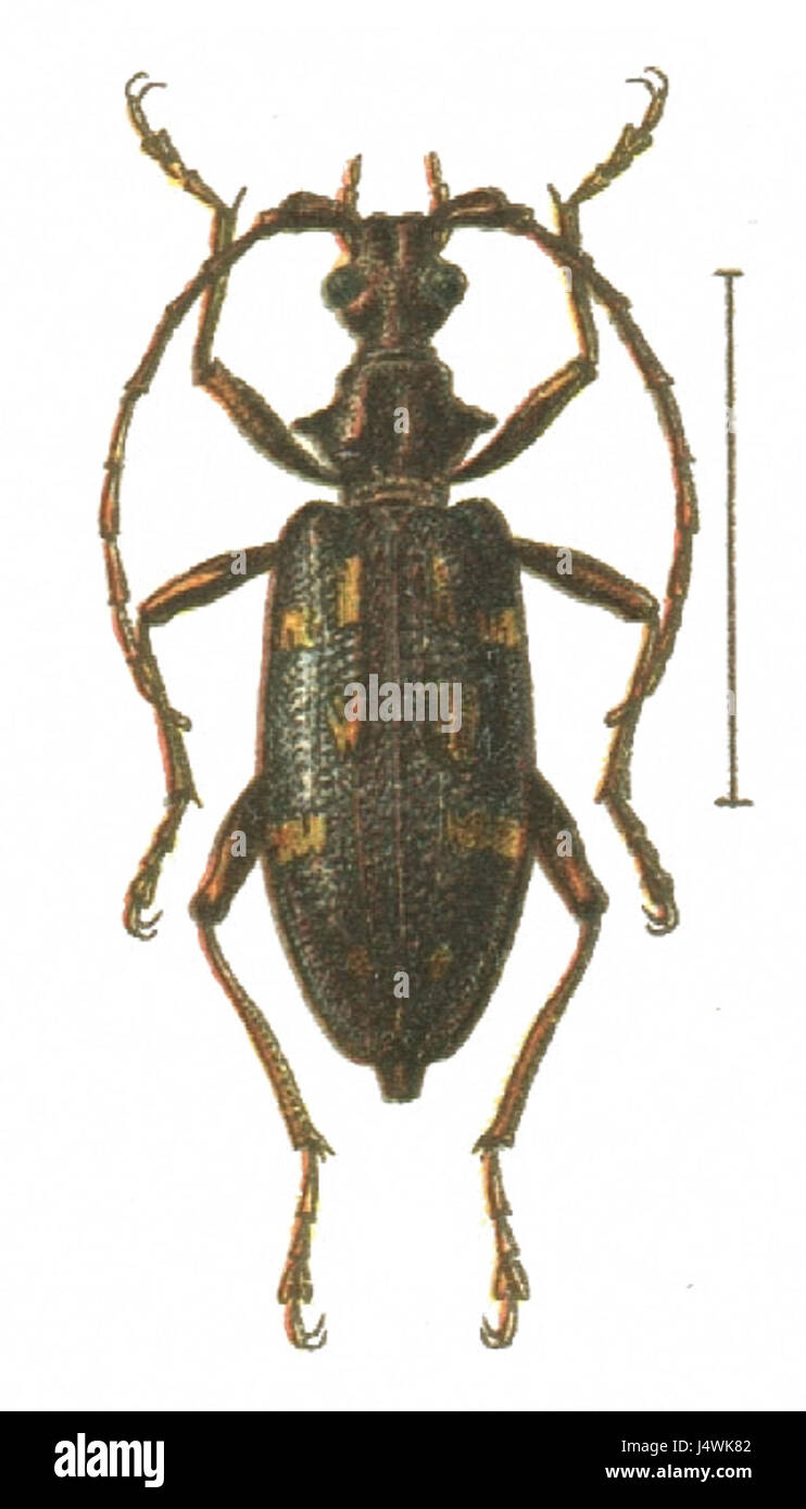 Xylo hi-res stock photography and images - Alamy