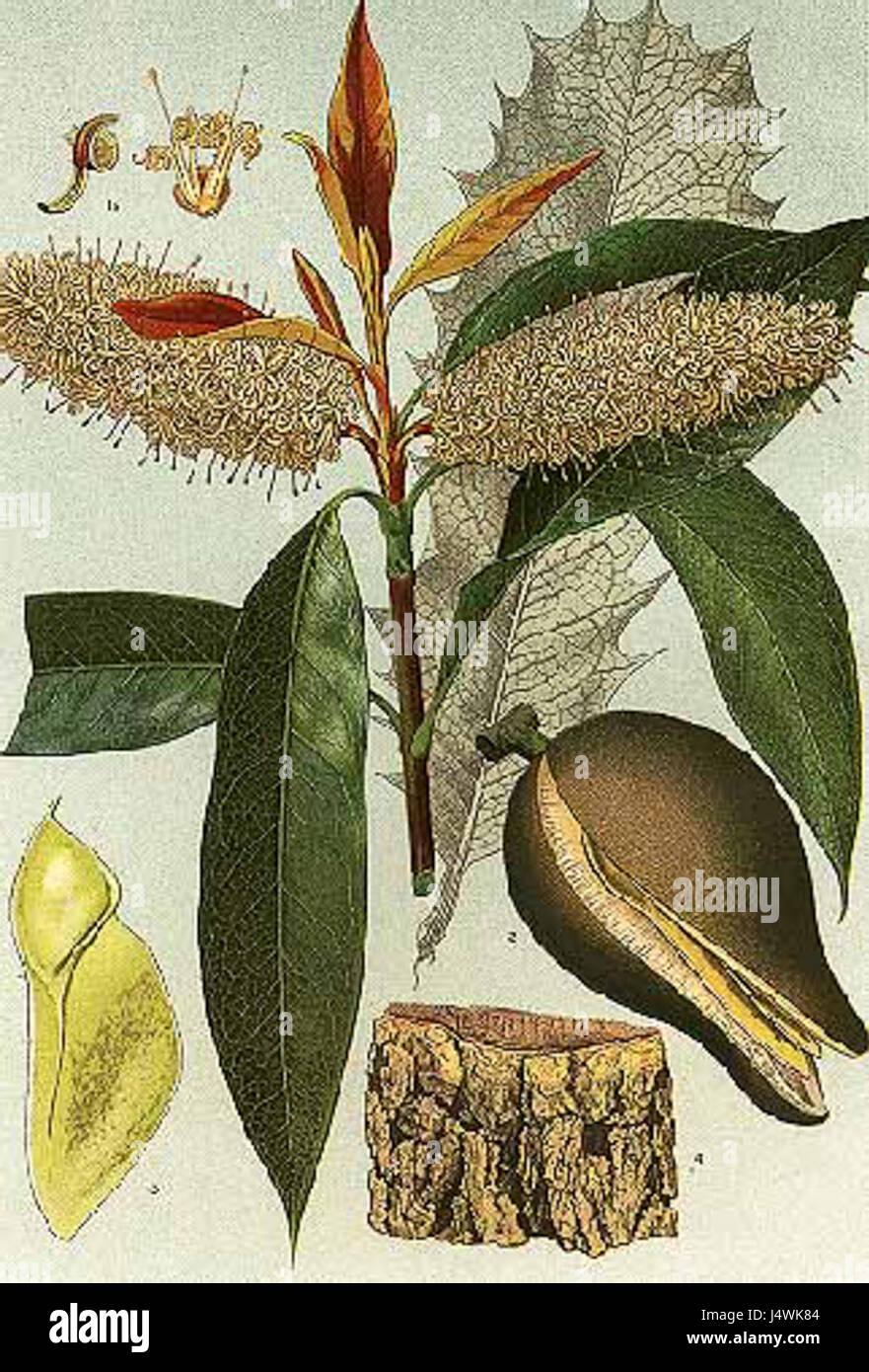 Australian native plant hi-res stock photography and images - Alamy