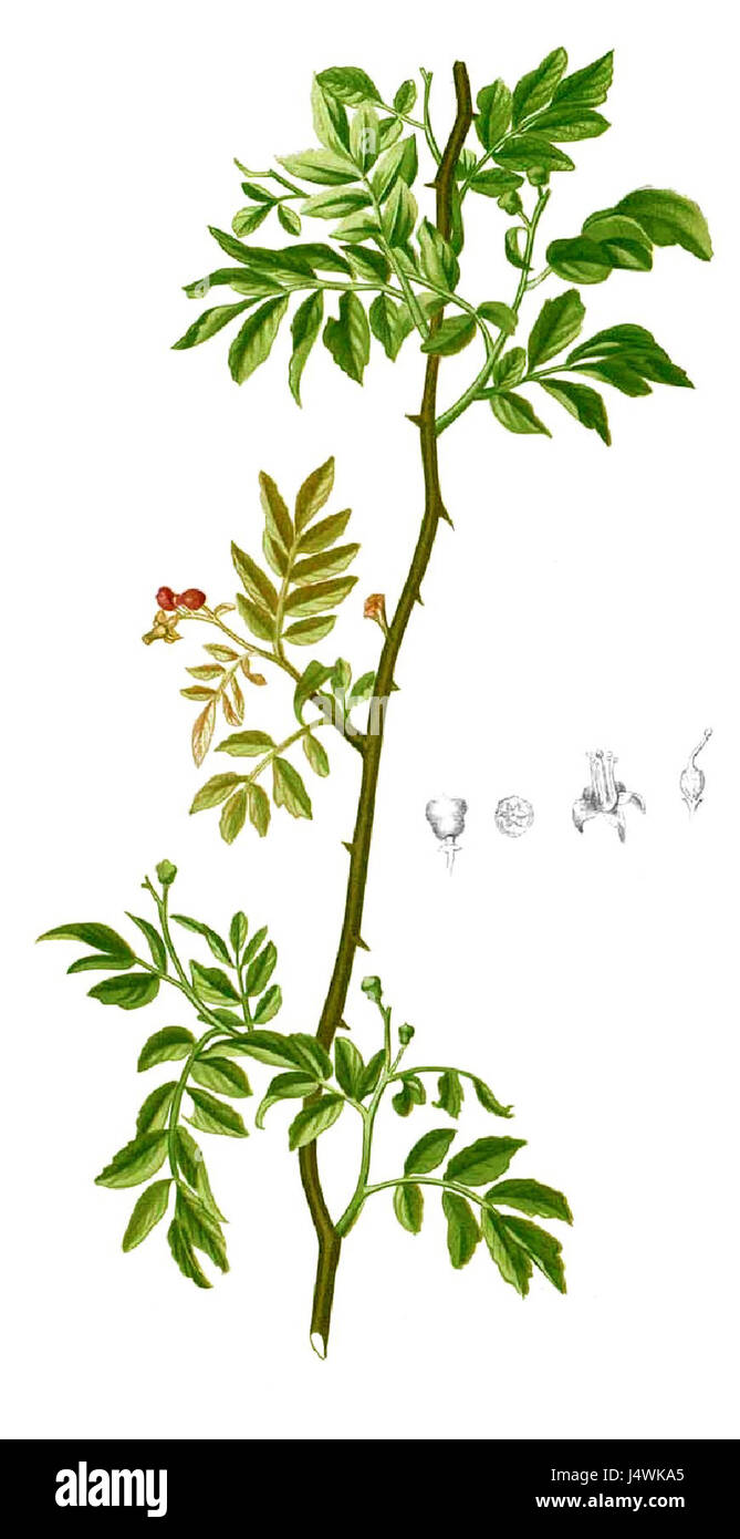 Zanthoxylum sp Blanco1.23 cropped Stock Photo - Alamy