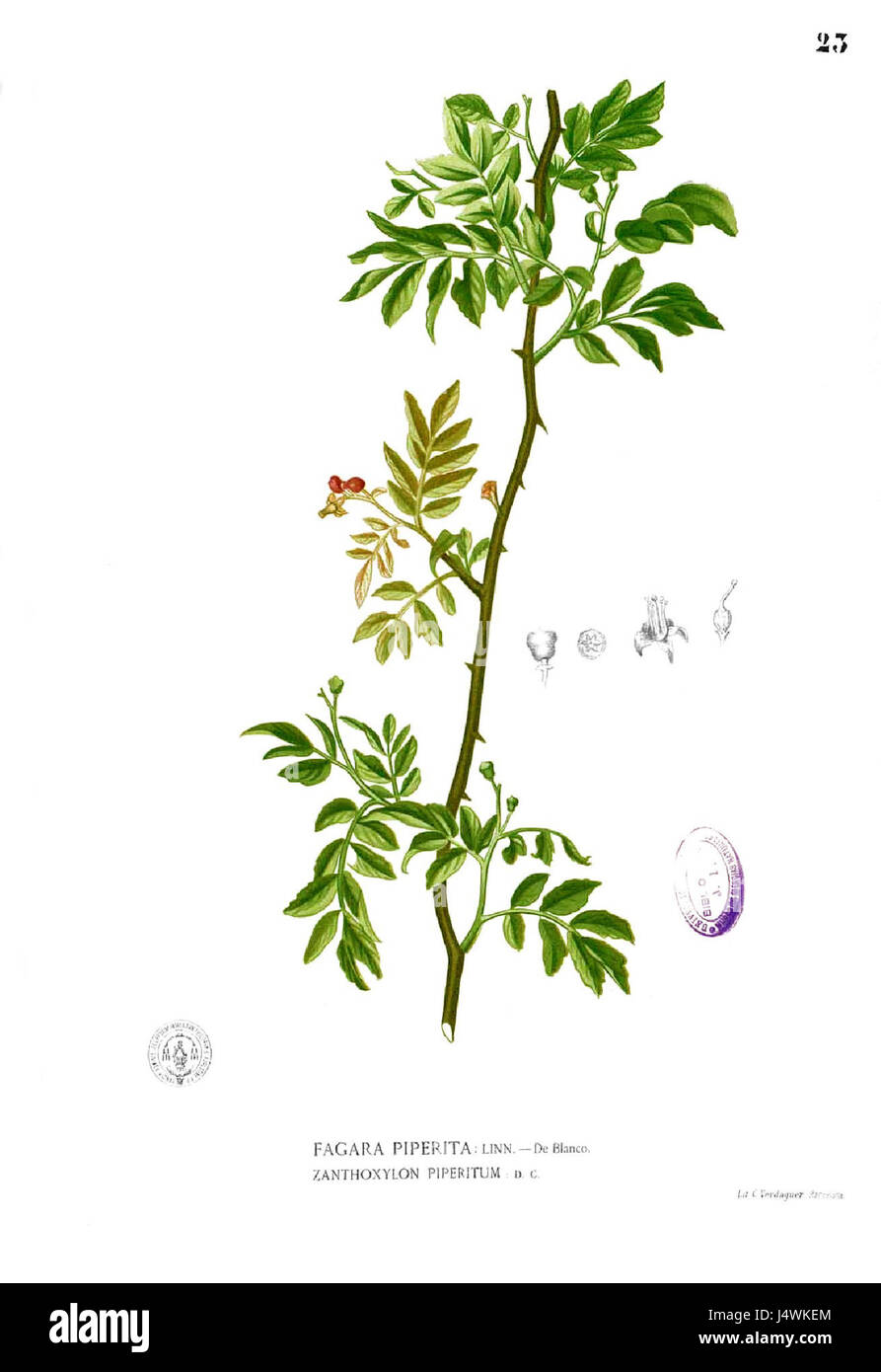 Zanthoxylum zanthoxylum sp hi-res stock photography and images - Alamy