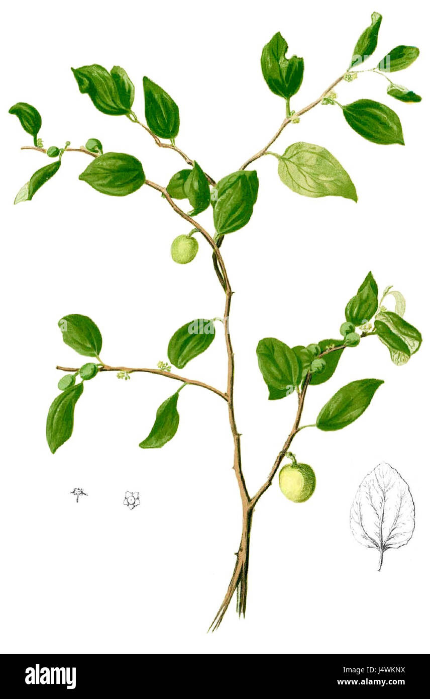 Zizyphus jujuba, commonly known as jujube, is a fruit-bearing plant ...