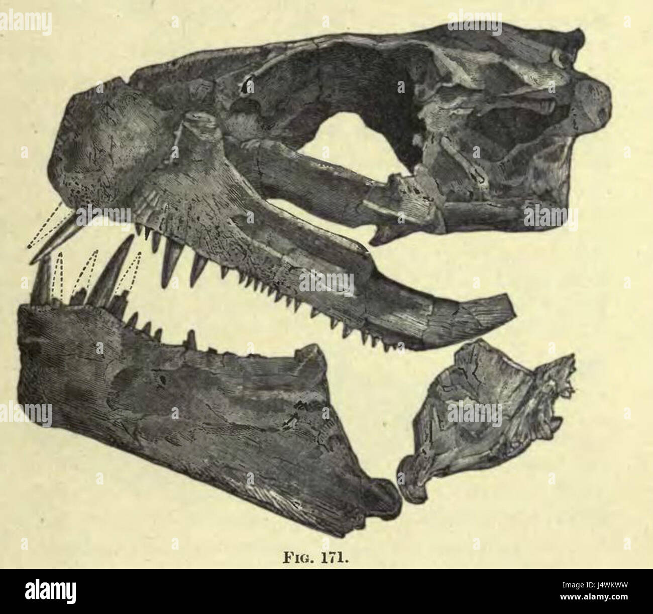 The Xiphactin skull refers to the fossilized remains of a prehistoric ...