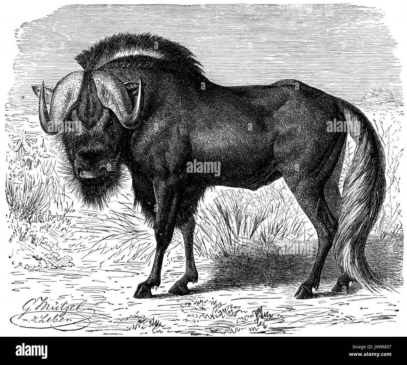 The drawing of a Weissschwanzgnu, also known as a white-tailed gnu ...