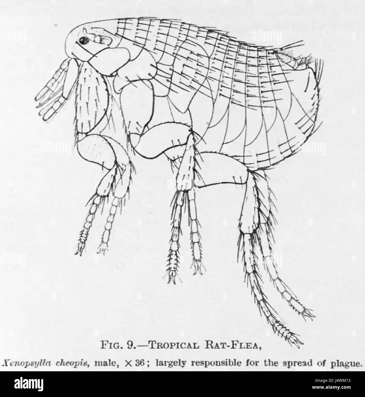 *Xenopsylla Cheopis*, commonly known as the oriental rat flea, is a ...