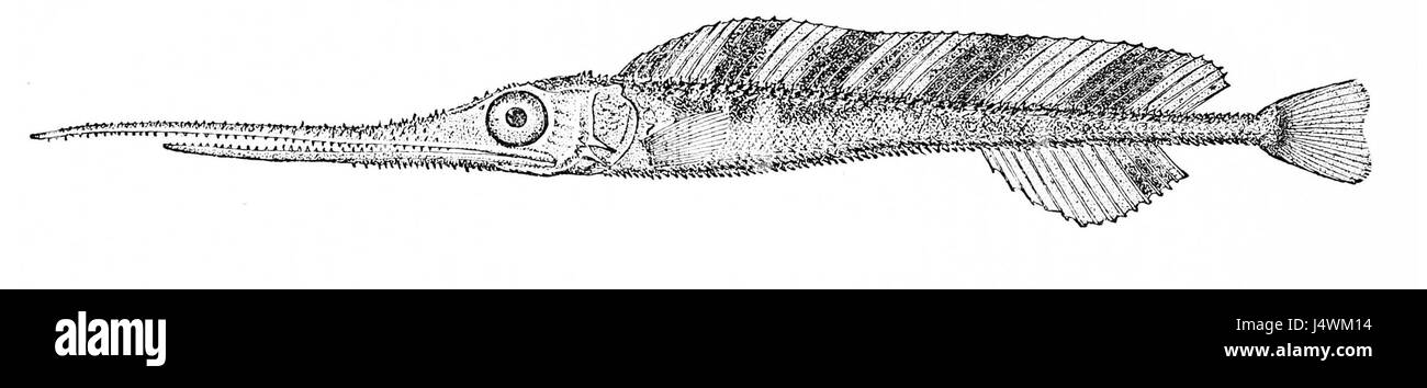 Swordfish drawing hi-res stock photography and images - Alamy