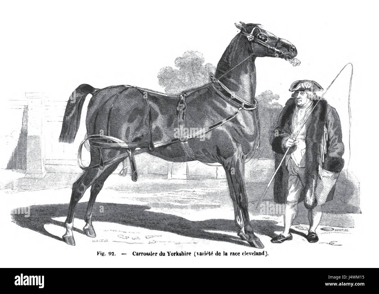 The Yorkshire Coach Horse is a breed known for its strength and ...