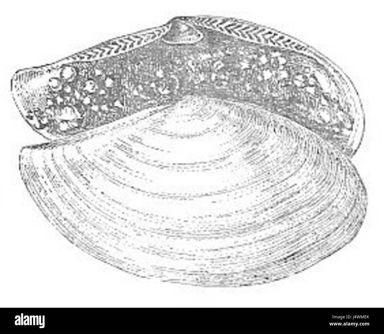 Yoldia oblongoides hi-res stock photography and images - Alamy