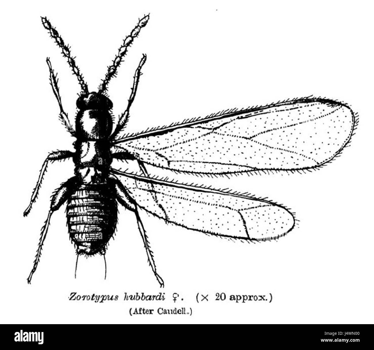 Move to america Black and White Stock Photos & Images - Alamy