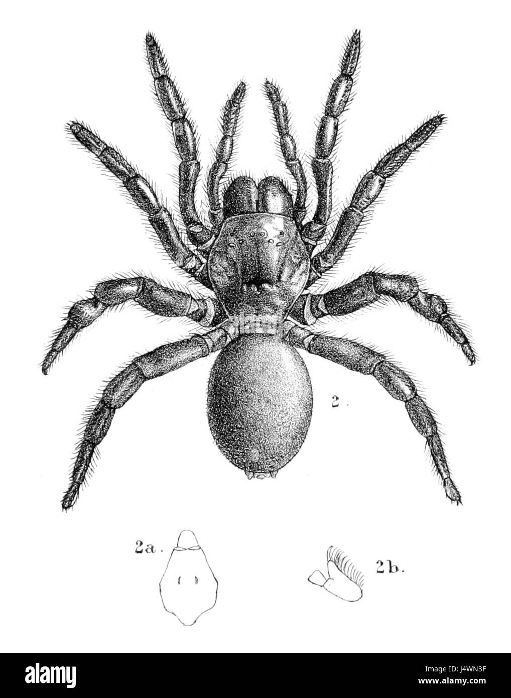 Types described Cut Out Stock Images & Pictures - Alamy