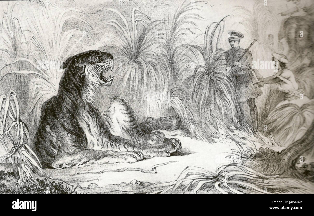 Tracking Tiger is an adventure-focused narrative about following tigers ...