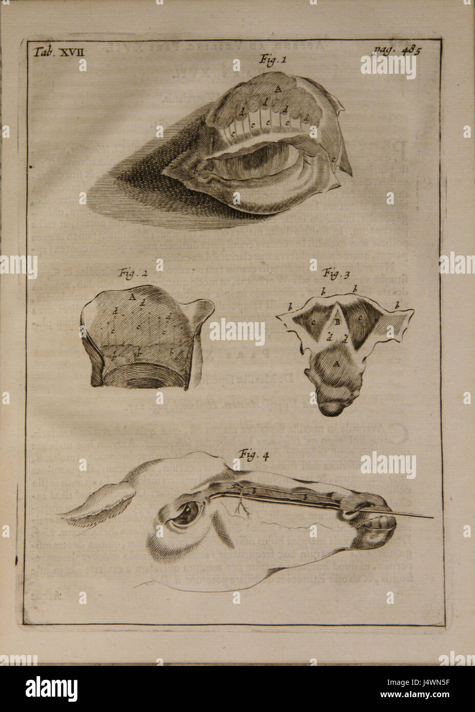 Veslingâ€™s 'Syntagma Anatomicum' (487) is a key anatomical text from ...