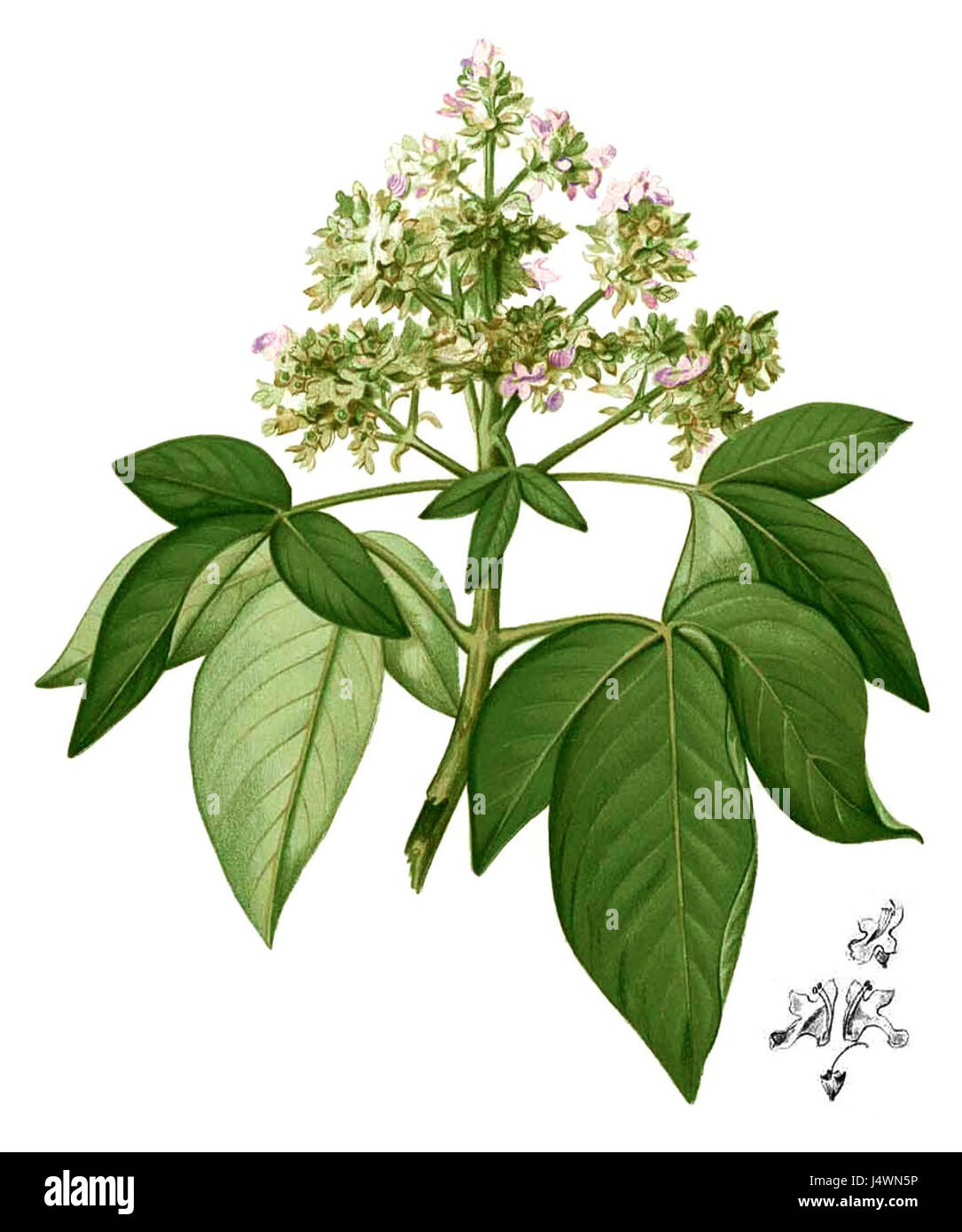 Vitex pinnata is a species of flowering plant in the verbena family ...