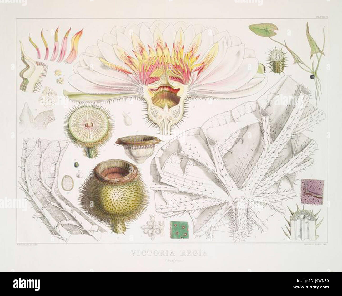 Tropical water lily known hi-res stock photography and images - Alamy