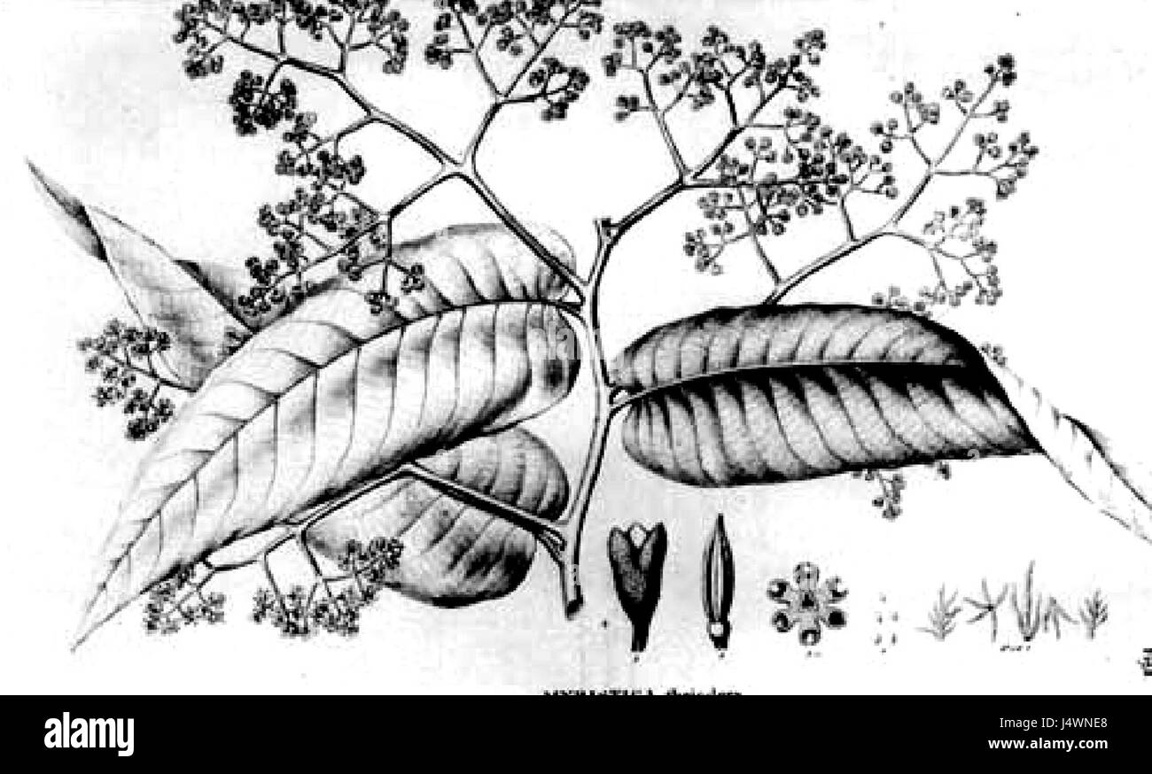 Virola theiodora is a tropical tree species from the Amazon rainforest ...