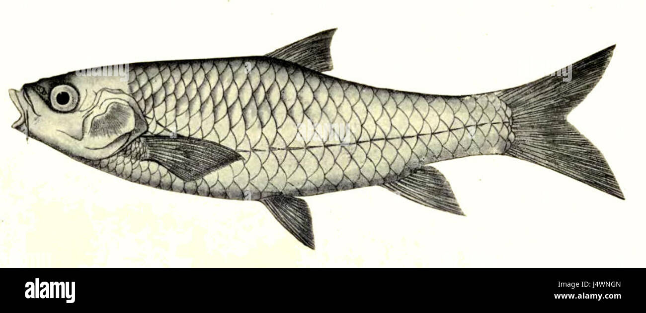 Tor tor Western Ghats Stock Photo - Alamy