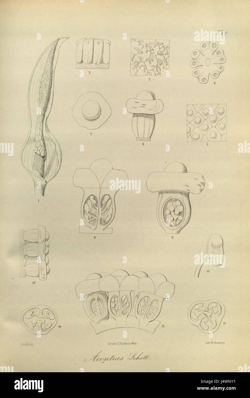 Xanthosoma helleborifolium hi-res stock photography and images - Alamy
