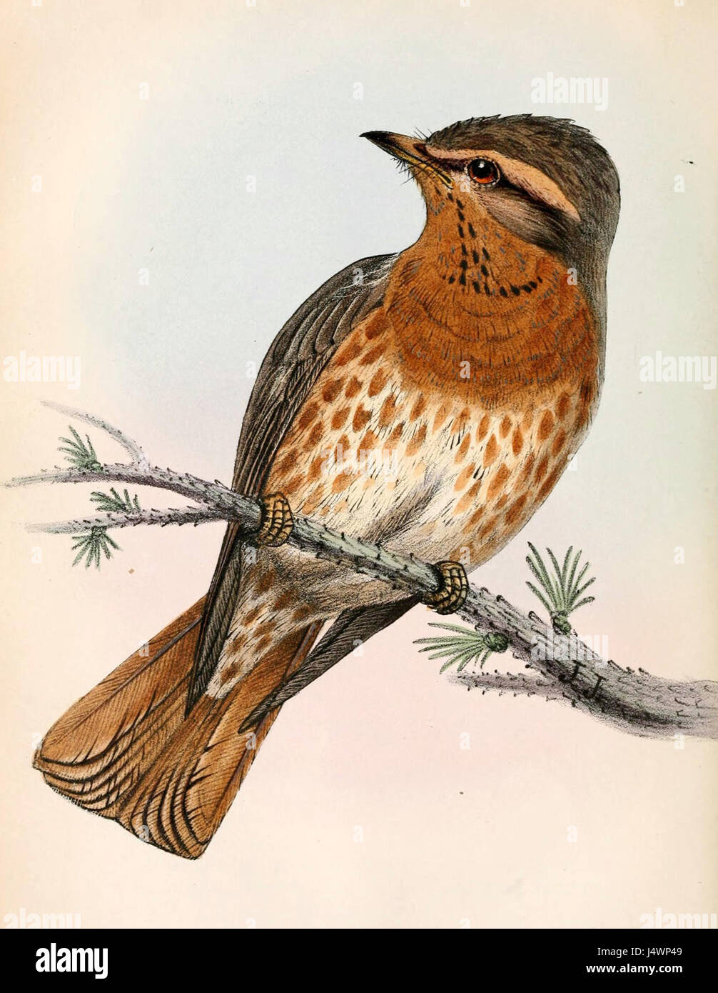 Turdus naumanni, known as Naumann's Thrush, is a bird species ...