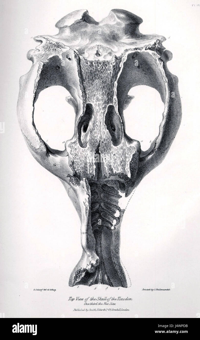 Toxodon High Resolution Stock Photography and Images - Alamy