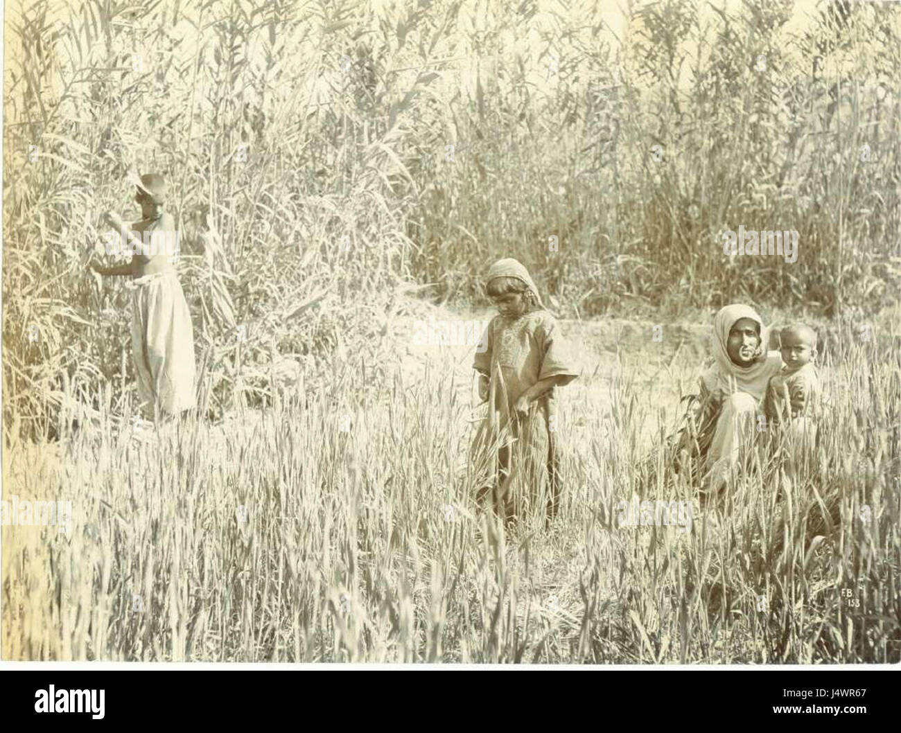1890s agriculture hi-res stock photography and images - Alamy