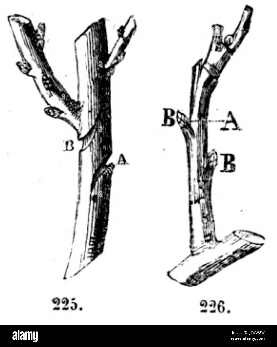 This illustration is from the 'Trattato completo di agricoltura,' an ...