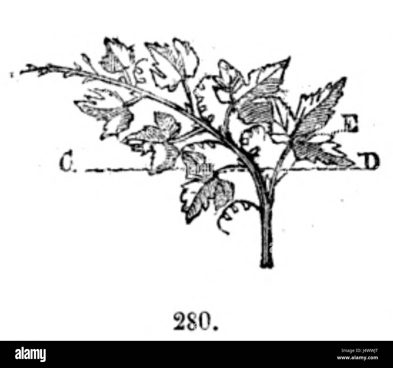 Illustrations of agricultural tools Black and White Stock Photos ...