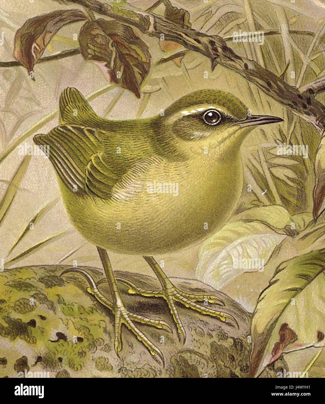 Now extinct bird species hi-res stock photography and images - Alamy