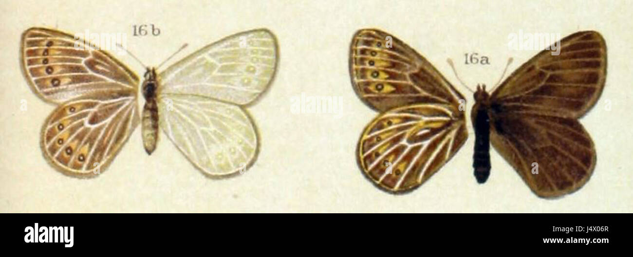 Triphysa phryne Spuler refers to a species of moth discovered or ...