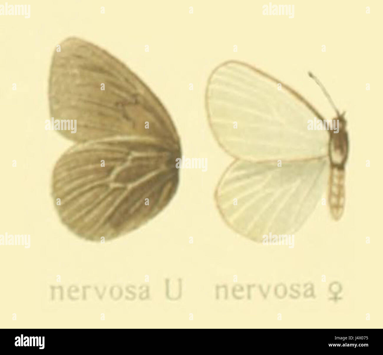 Triphysa nervosa Seitz Stock Photo - Alamy