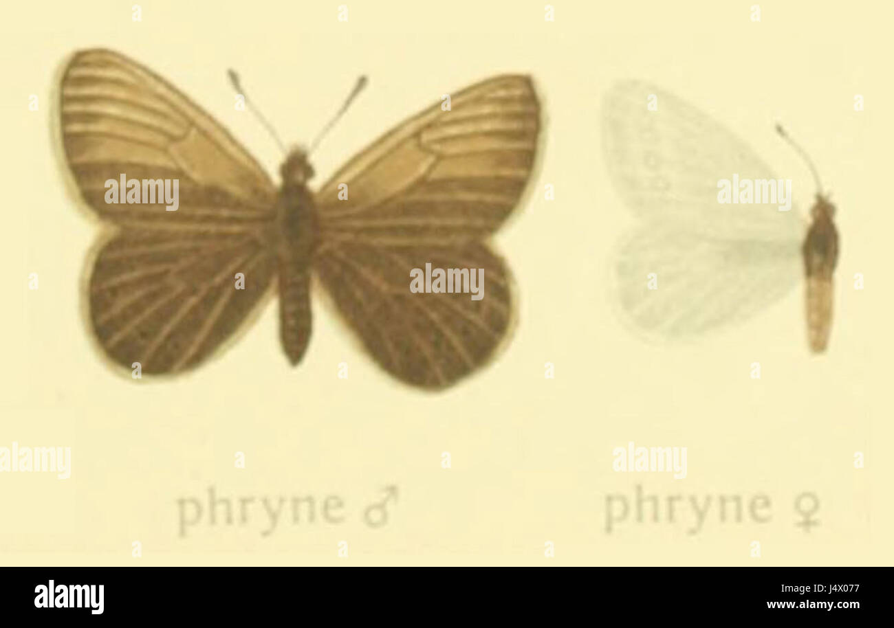 Triphysa phryne Seitz Stock Photo - Alamy