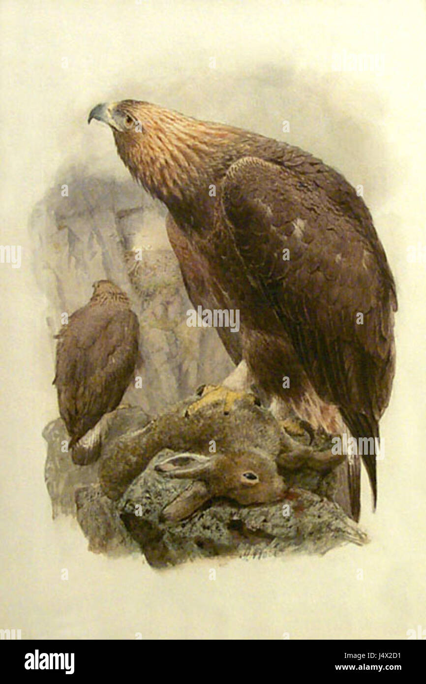 Wolf golden eagle Stock Photo - Alamy