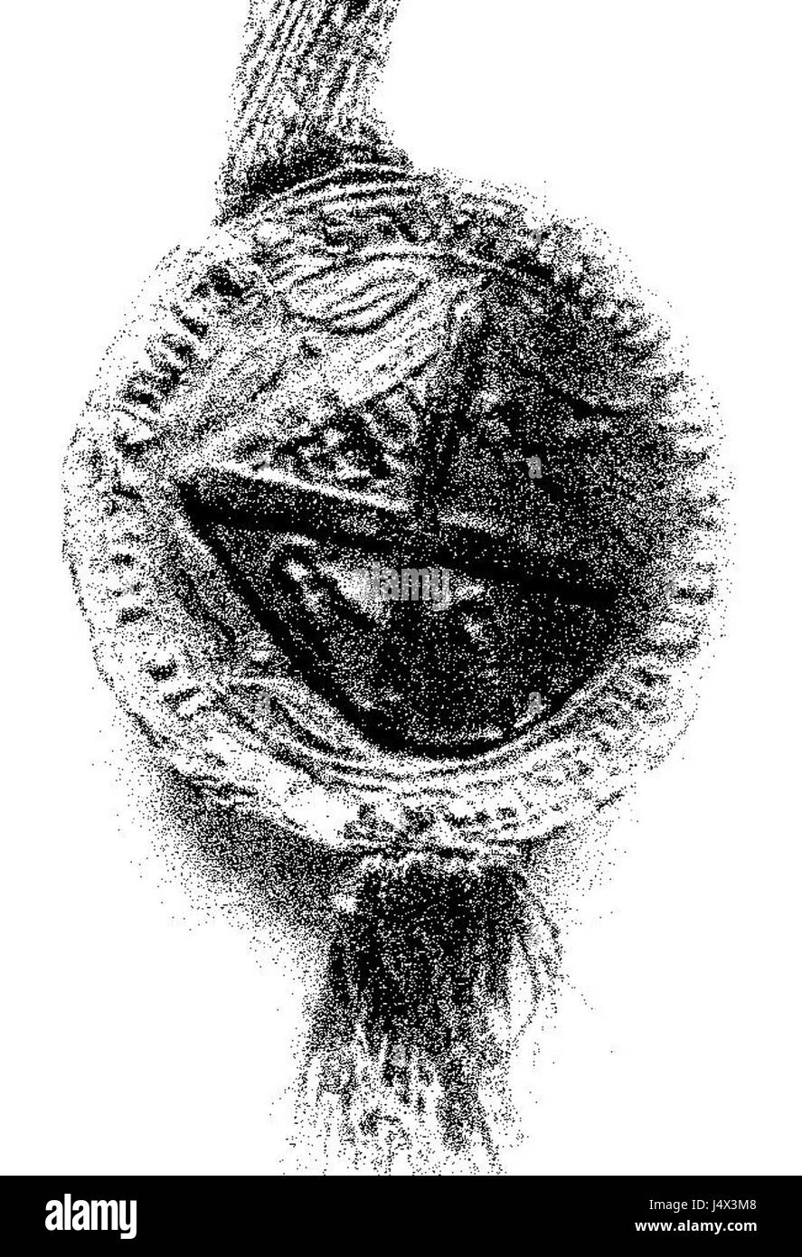 Zegel van Willem van Bronkhorst, heer van Batenburg (oork. 1318 Stock ...